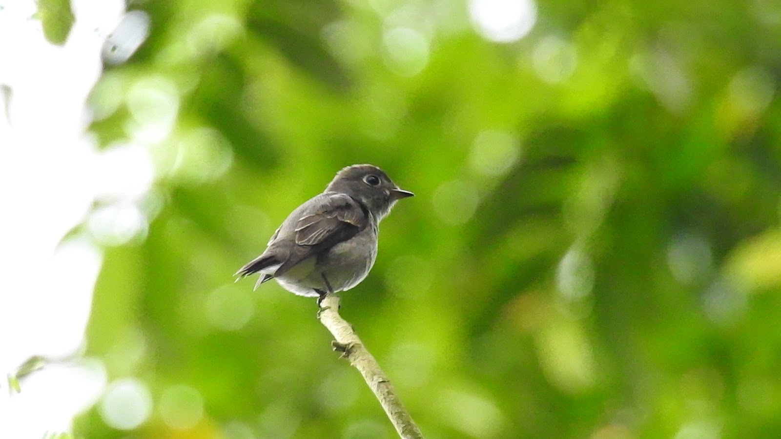 Jenis Jenis Burung Sikatan Di Indonesia – Crimealirik Page