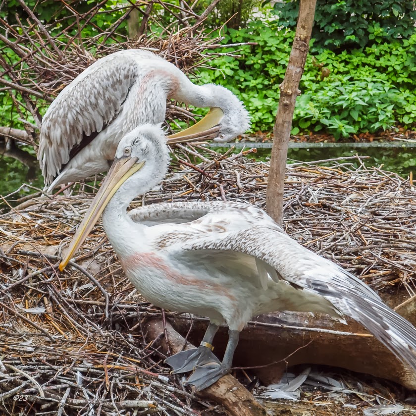 Foto: Pelicanul cret (Pelecanus crispus)