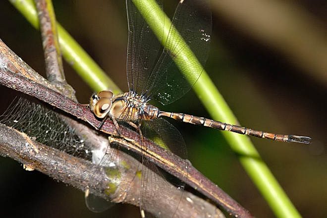 Beauty of Fauna and Flora in Nature: USR on Labour Day