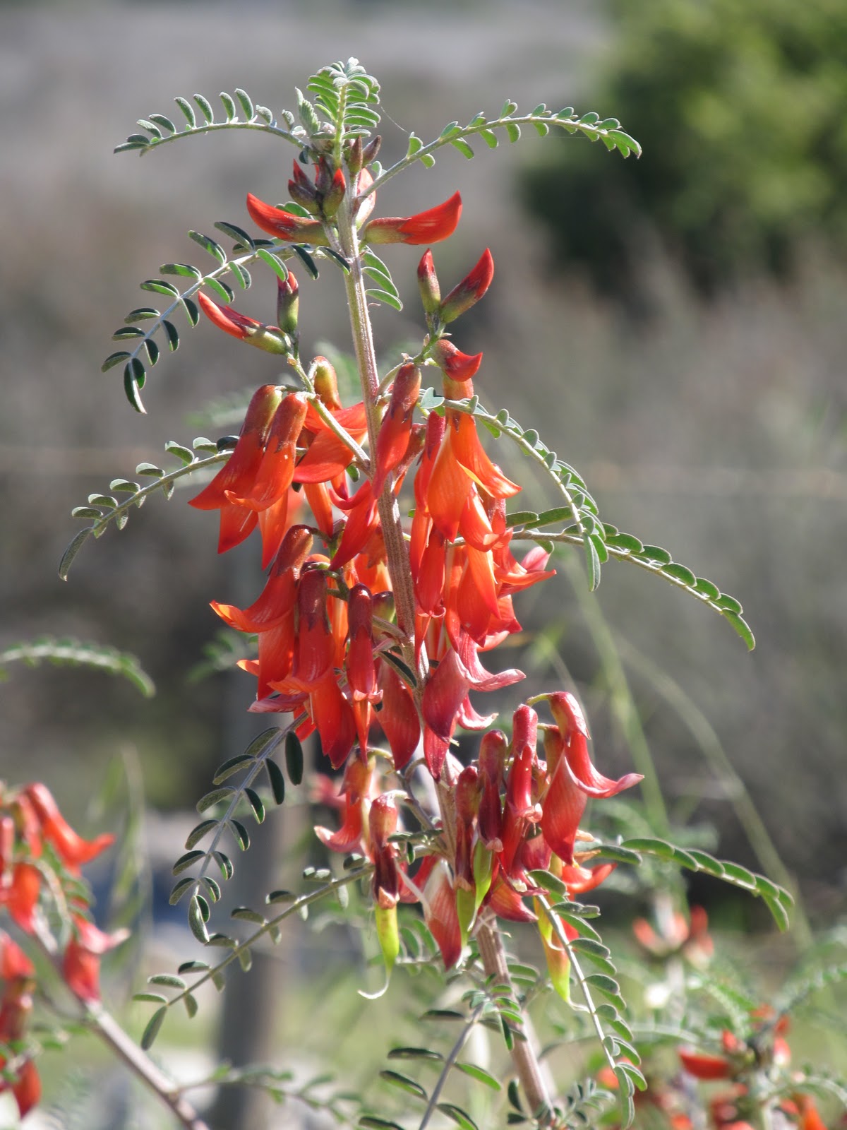 A blog about Cape Town: Darling ~ Wild Flower Reserves