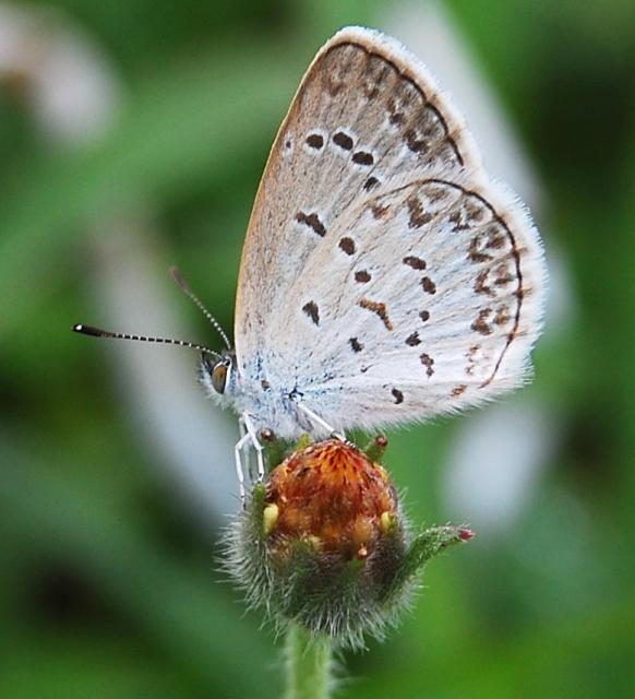 wallpaperew: Beautiful Butterfly Species Picture