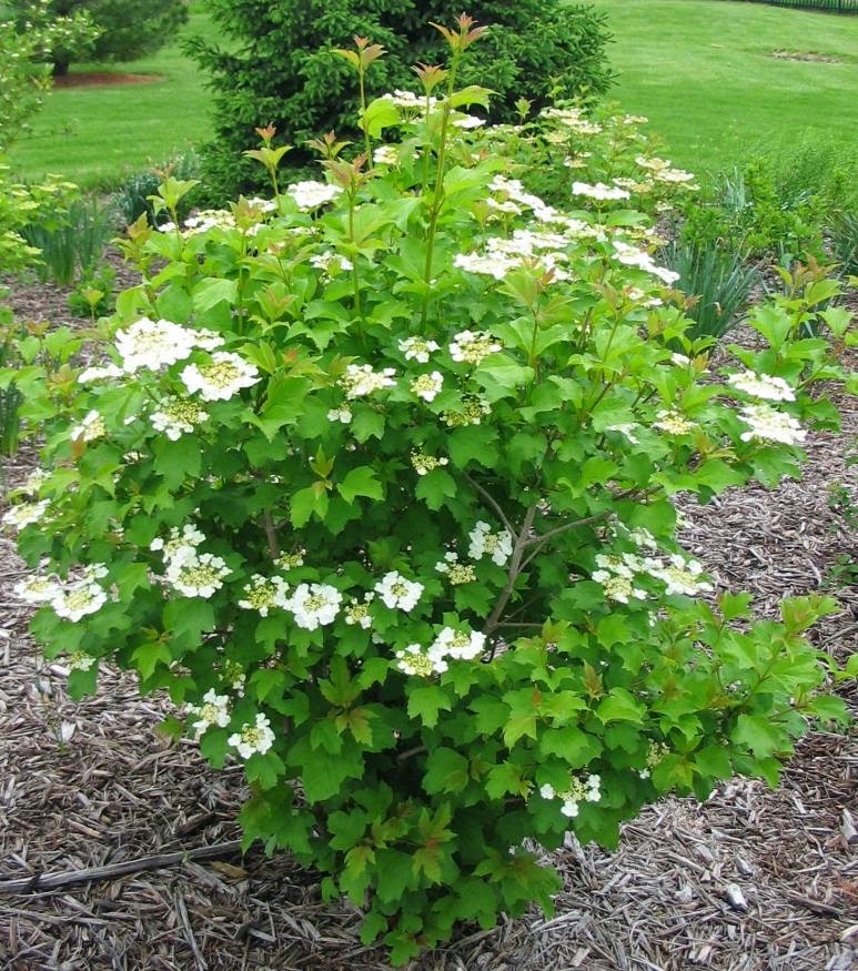 Cranberry Viburnum trilobum