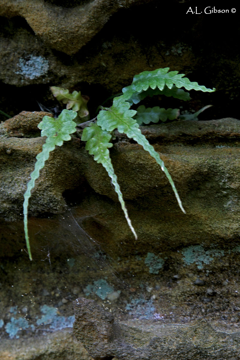 The Buckeye Botanist: A Secluded Trillium Paradise