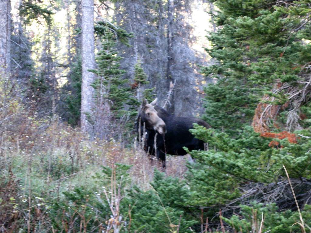 Tall Pines Hiker: Upper Two Medicine Lake