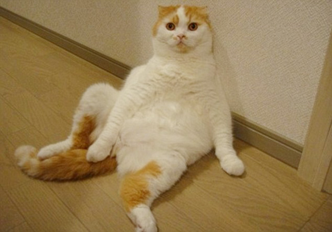 Curiosidades do Brasil e do Mundo: Gatos sentados são a nova febre da ...