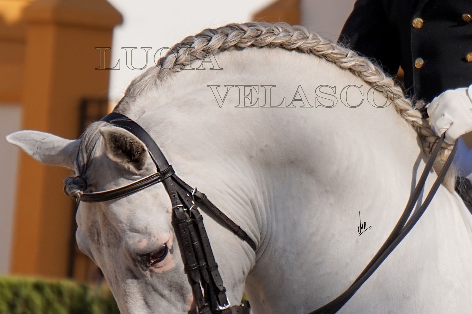 Lucia Velasco fotografia equina: Peinados de crines