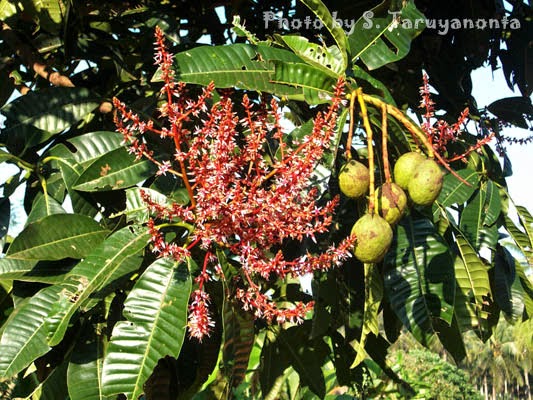 Mengenal Tanaman Bancang (Mangifera foetida Lour) | anakagronomy[dot]com