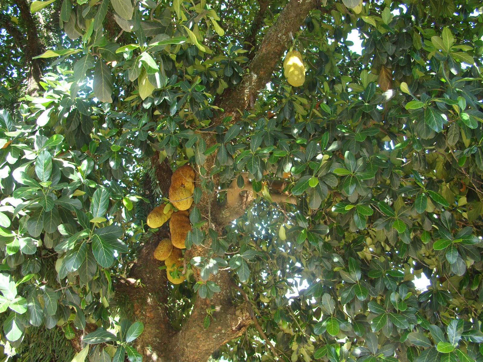 Jaca | Artocarpus heterophyllus - Enciclopédia Global™