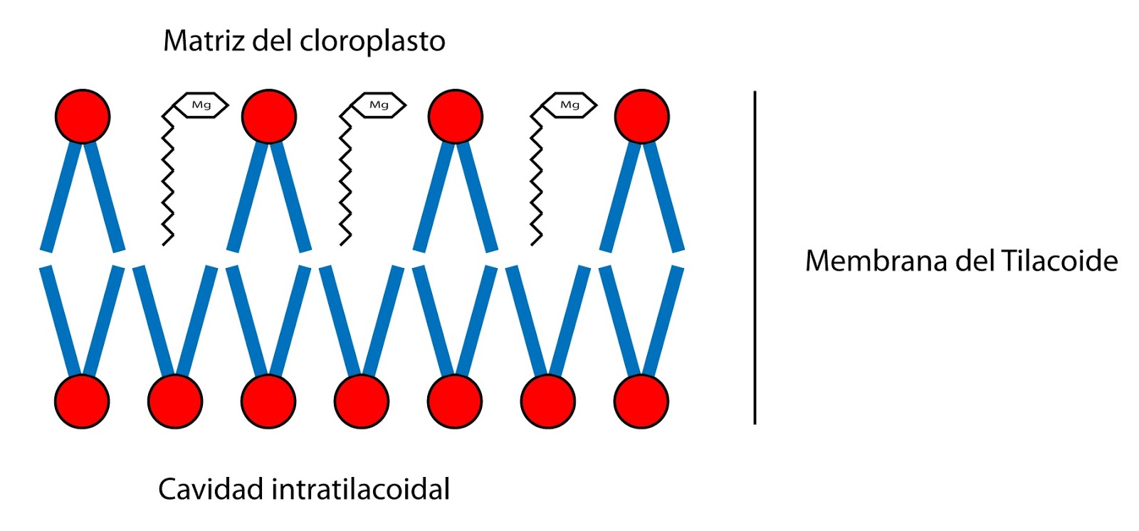 el moderno prometeo: Fotosíntesis