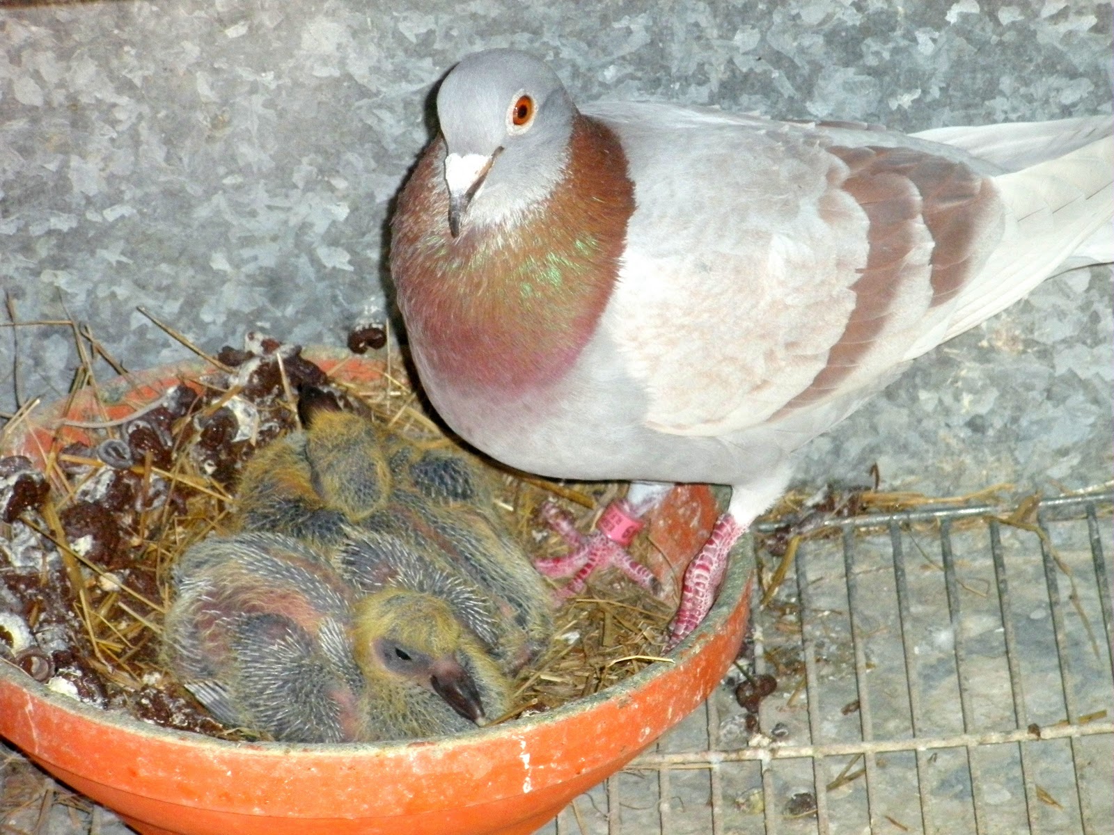 Mis amigas las palomas: Fotos pichón paloma (Cómo actuar si encontramos ...