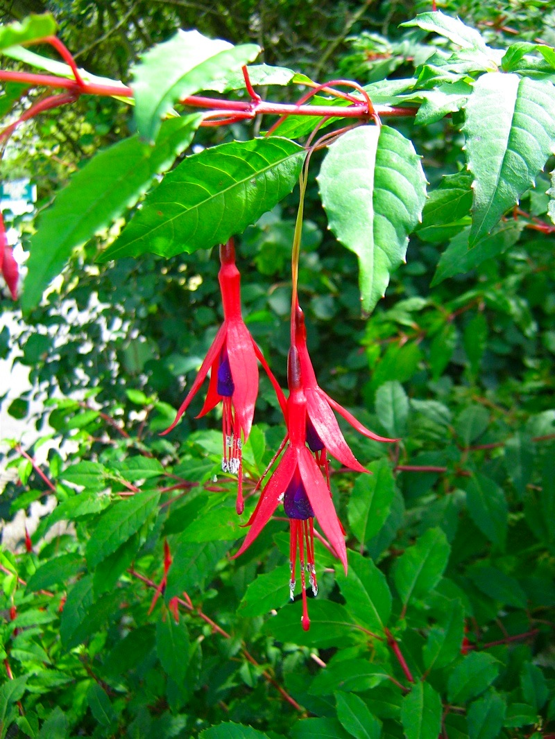 CHAMERION | Blog di giardinaggio, viaggi, natura, itinerari: ISOLA DI ...