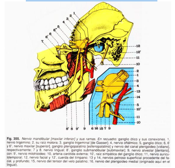 Medicina Para Todos: Nervio Mandibular (v3)