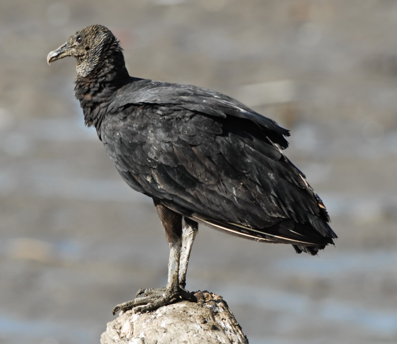 Vecinos de la Civilización: El cuervo de cabeza pelada