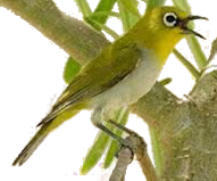 Mata Puteh : Puteh Care