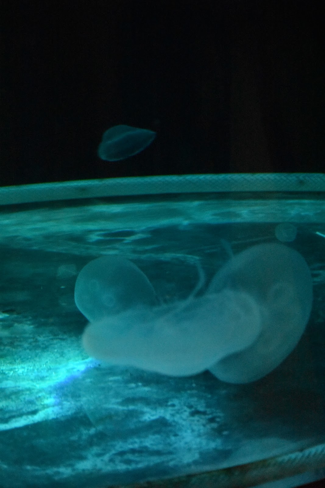 Figuring It Out 101: Milwaukee County Zoo, Milwaukee Wisconsin