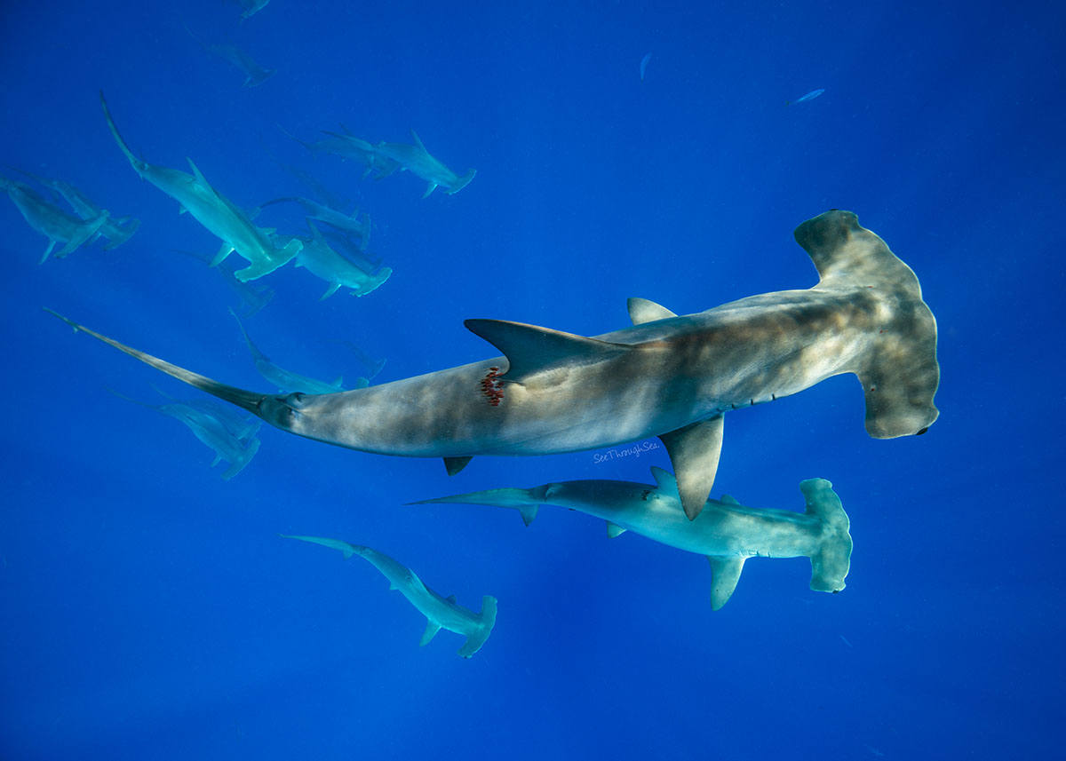 Schooling Scalloped Hammerheads