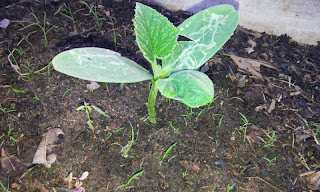 MITIKI -KILIMO KWANZA: KILIMO BORA CHA MATANGO - KWENYE VYOMBO