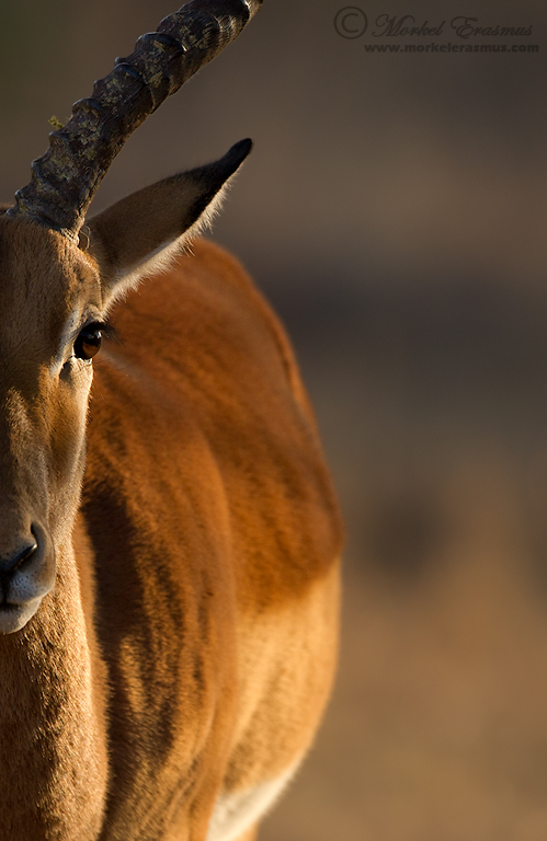 An ode to the Impala | Focusing on Wildlife