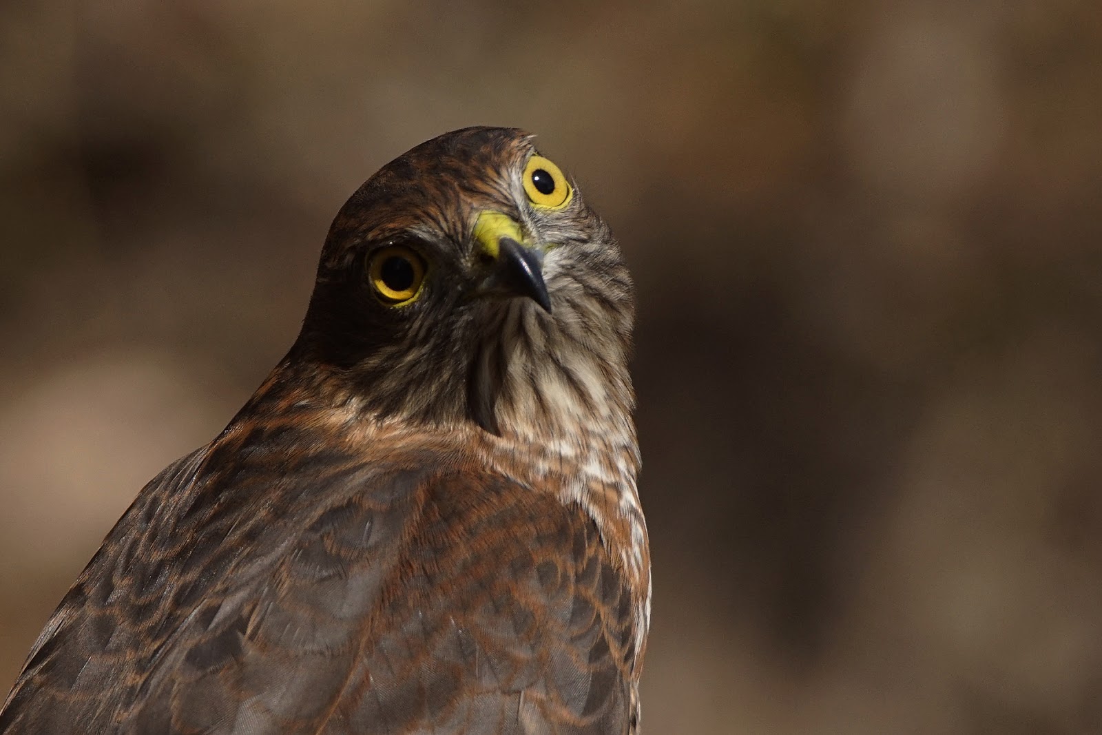 Pasión por las aves: Gavilán común.(Accipiter nisus)