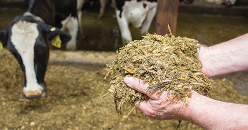 Corn Silage | Silage Ensiling Process