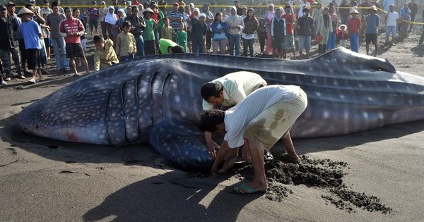 Ikan yu paus terdampar di pantai Jawa | Siakappaka