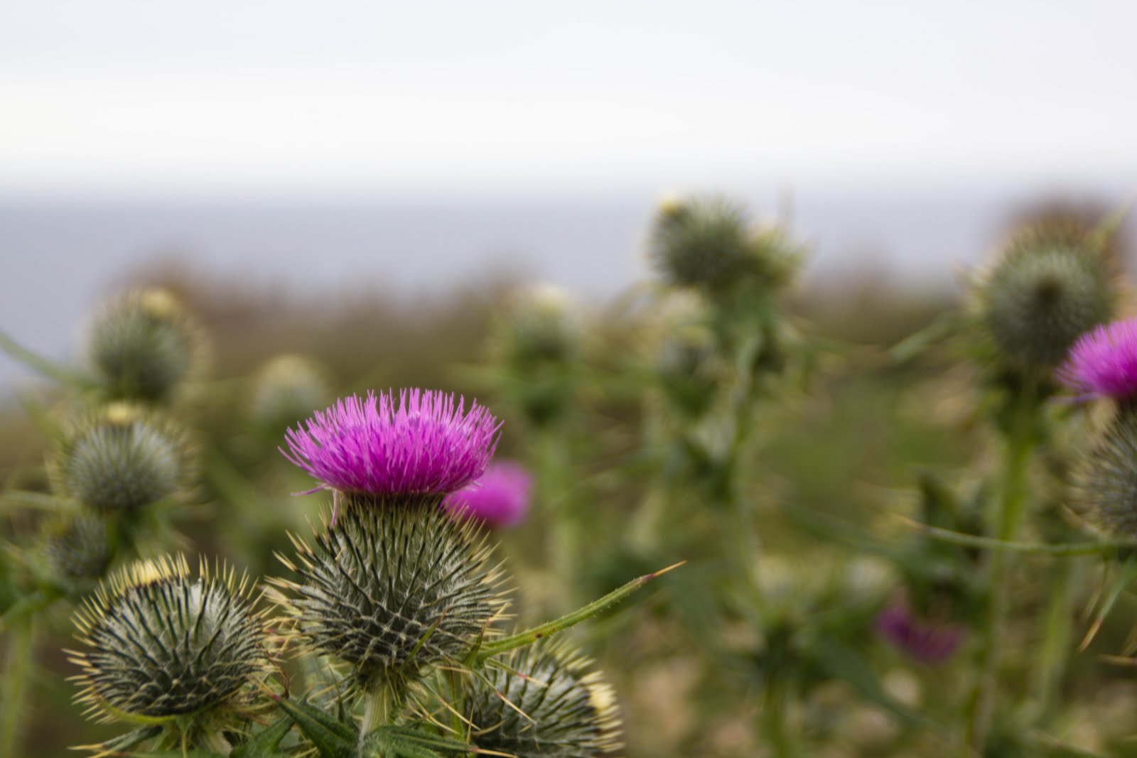 dry notions: Flower of Scotland
