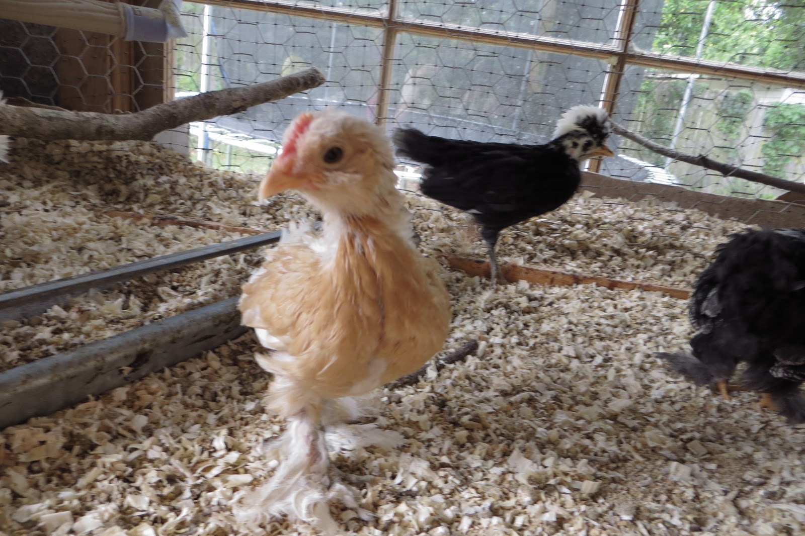 Feather Feet & Vulture Hocks: Golden Neck d'Uccle Chickens