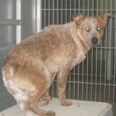 Hearts to the Rescue: L.A./Camarillo, CA shelter - beautiful Red merle ...