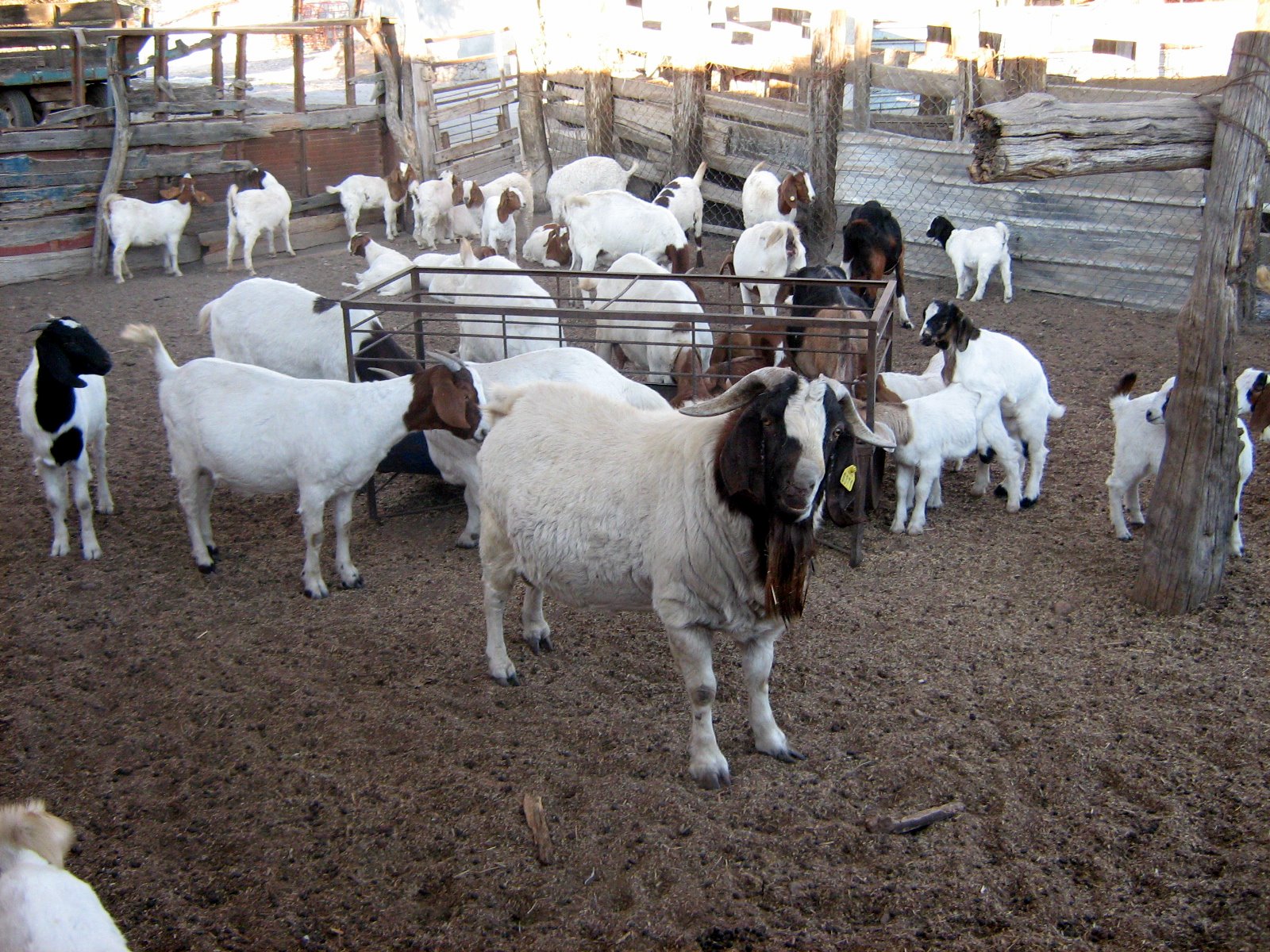Los Ranchos de ganado de México: Criadero de cabras boer y chivos boer ...