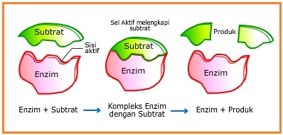 BIOLOGI GONZAGA: February 2013