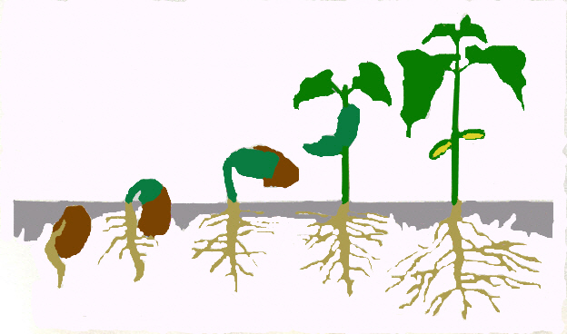 Welcome to World Of Science: The Seven Characteristics of Living Things