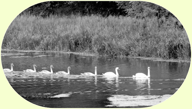 The Glebe Blog: Loch Leven and Stenton Pond in Monochrome
