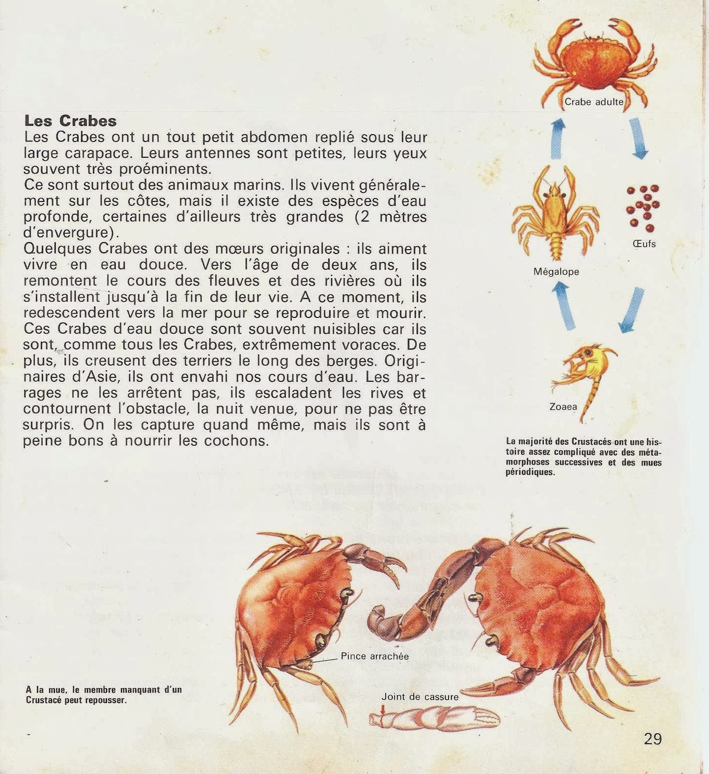 Leçons de choses: Mollusques et crustacés