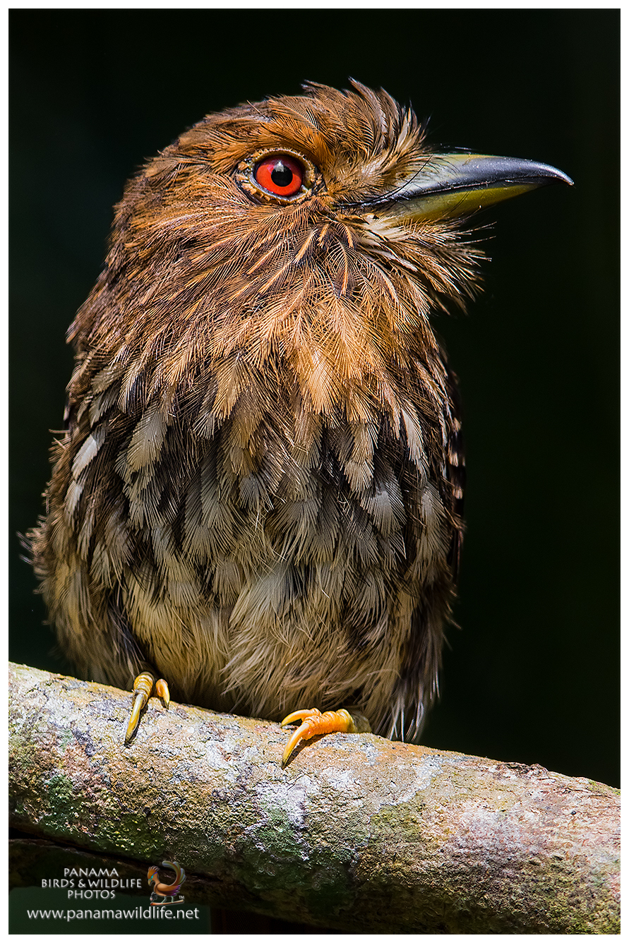 Panama Birds and Wildlife Photos' Blog grows