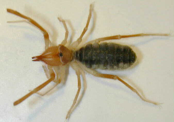 La curiosidad es una virtud: Solífugos: ¿Mito o realidad?