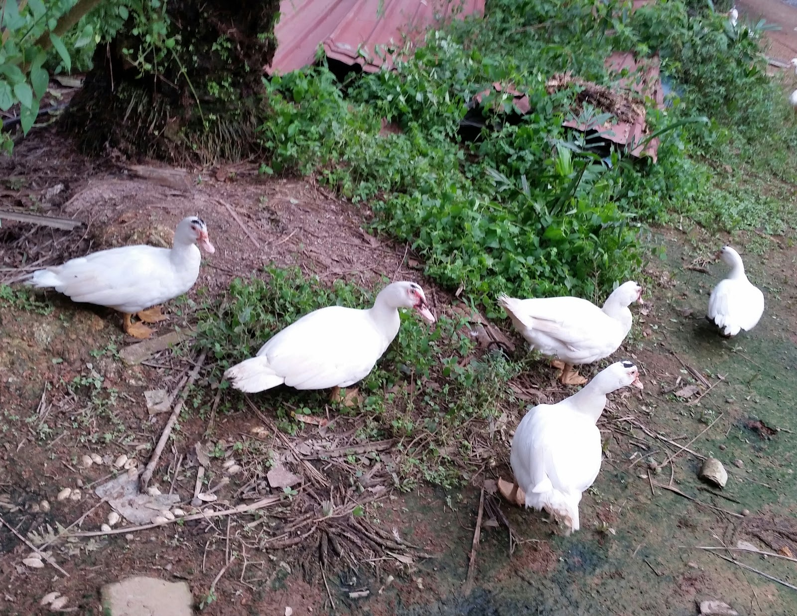 Warisan Petani: Itik Serati