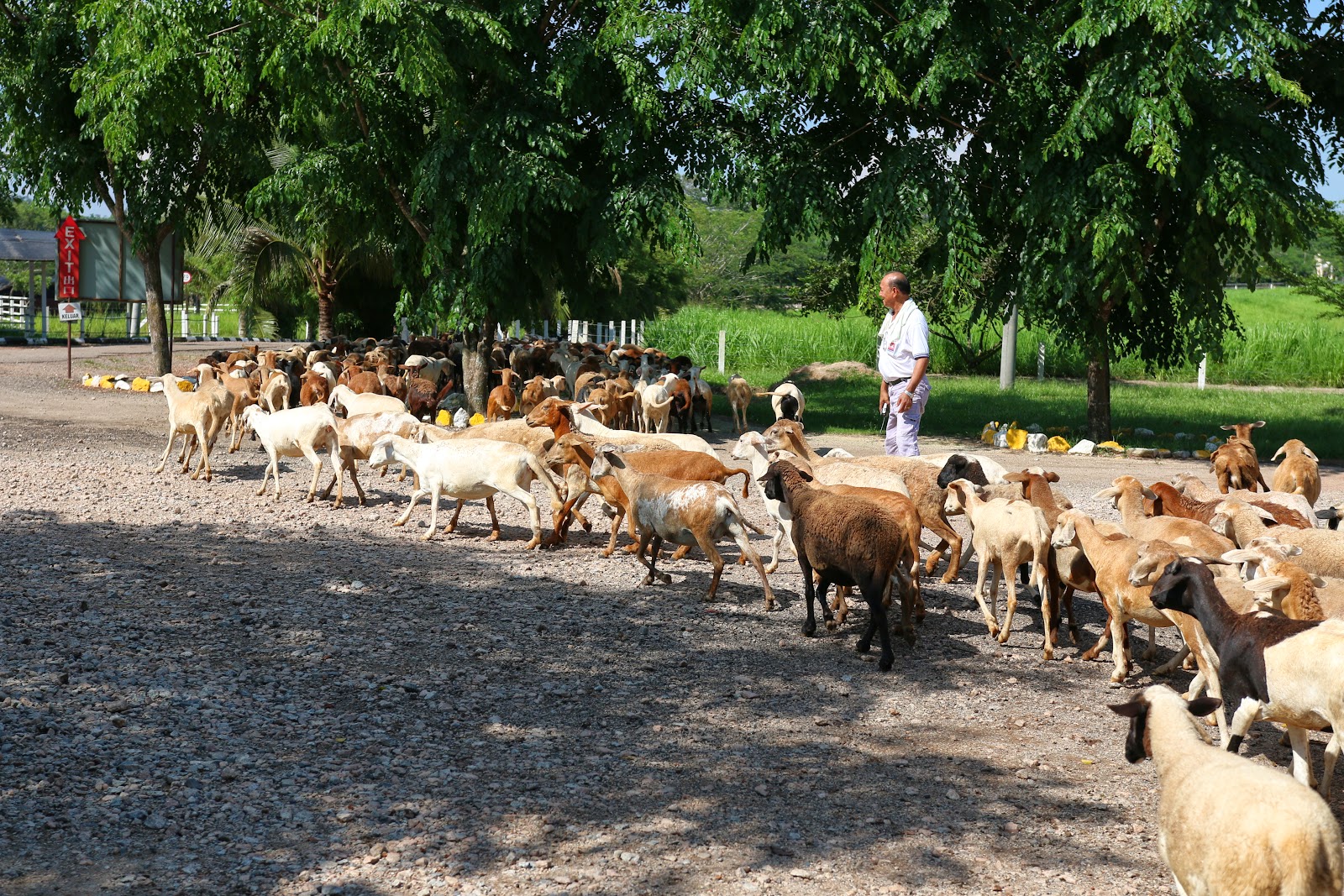 UK Farm Agro Resort, Kluang