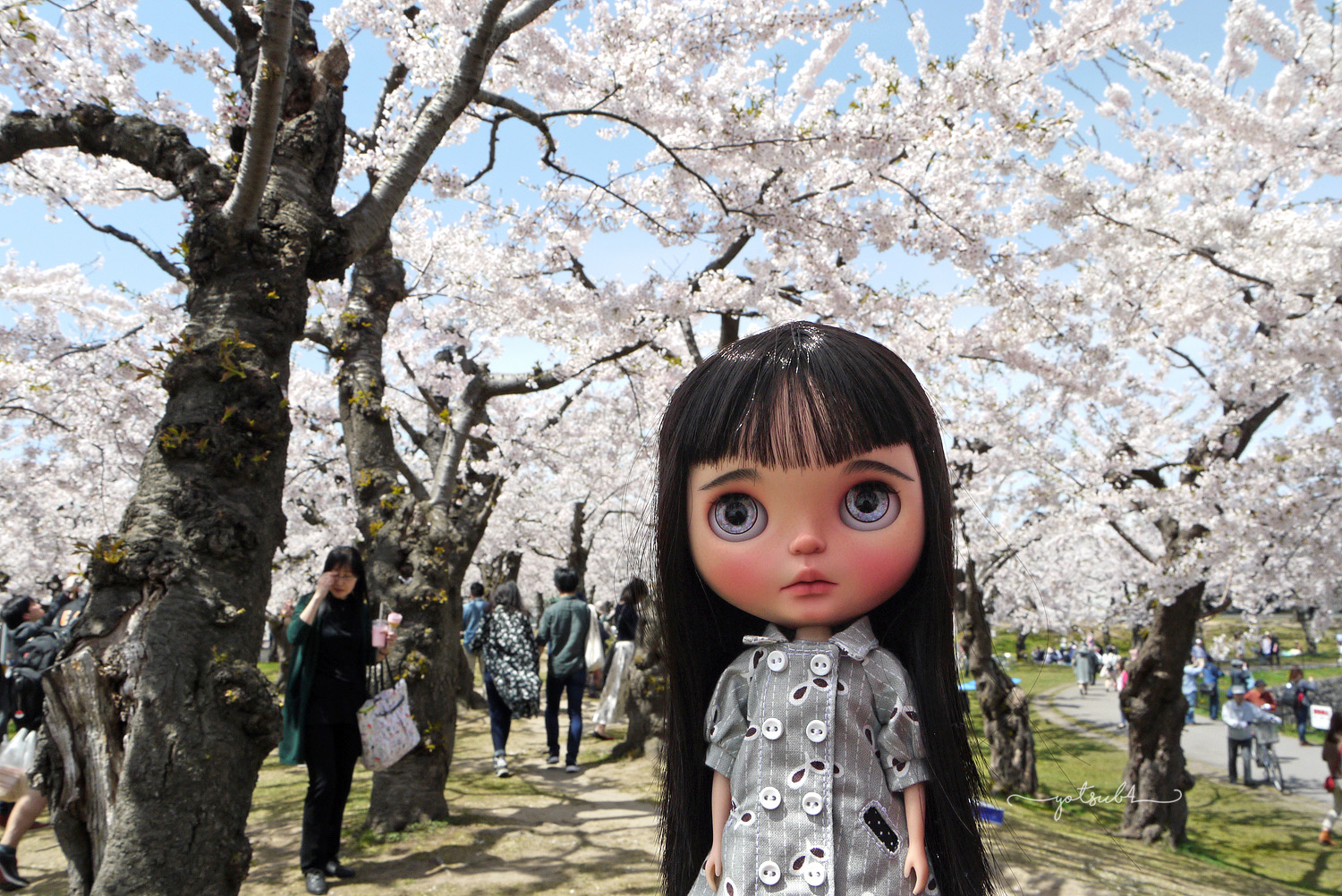 Japan with Cleo #6/10 - Hakodate: Seafood, Melons, Sakura, a Fort