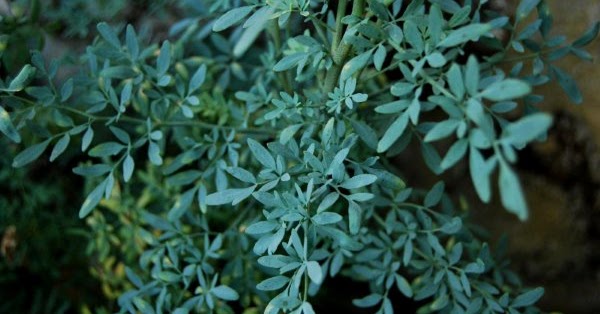 EL JARDIN DE EITHAR: LOS BENEFICIOS DE LA RUDA