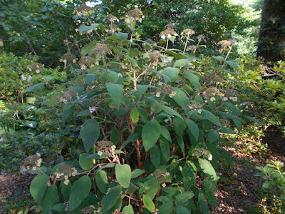Future Plants by Randy Stewart: Hydrangea - Other Species