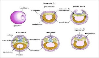 Biologia Genial: Embriologia