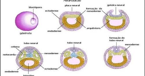 Biologia Genial: Embriologia