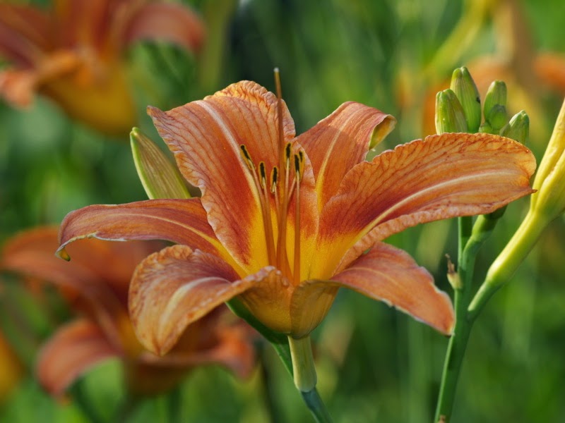 波士頓老陳網誌 pkchanboston: 萱草忘憂 Will You Still Love Me