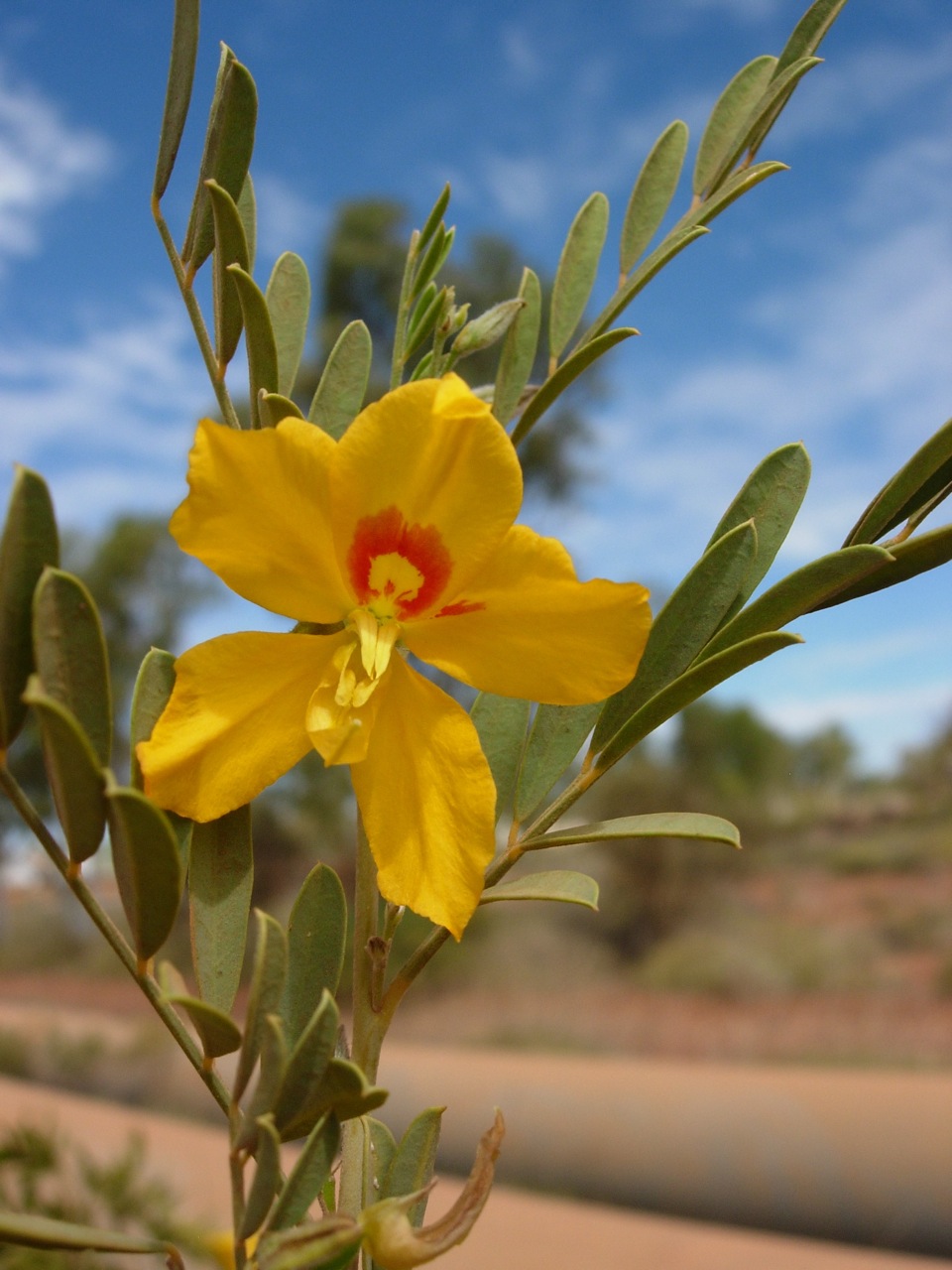 Schoers' Travels: THE PILBARA - RED ROCKS BLOOMING