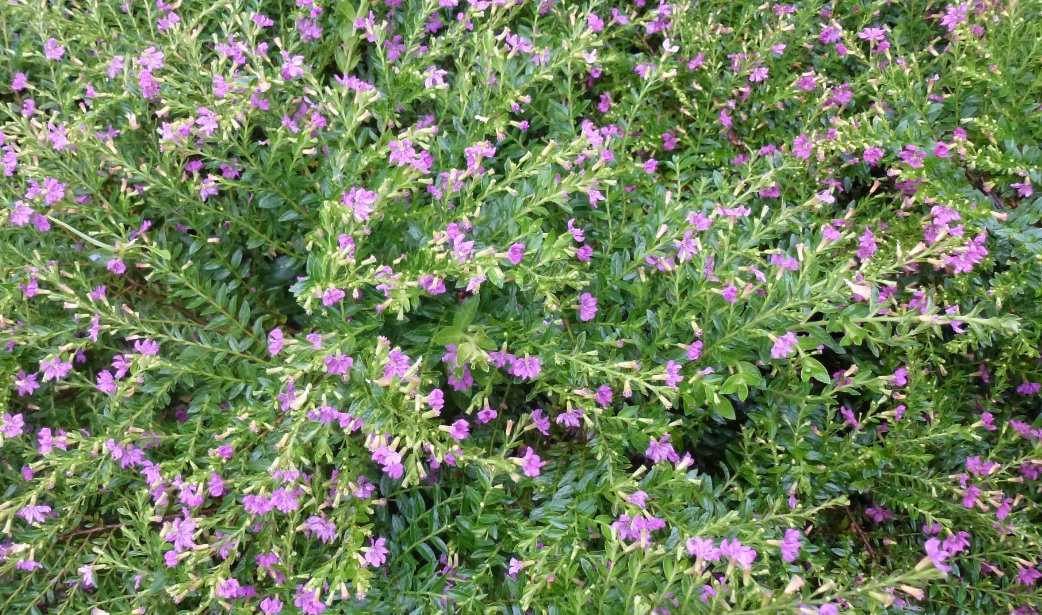 Greenfingers: Pokok dan Bunga di Laman