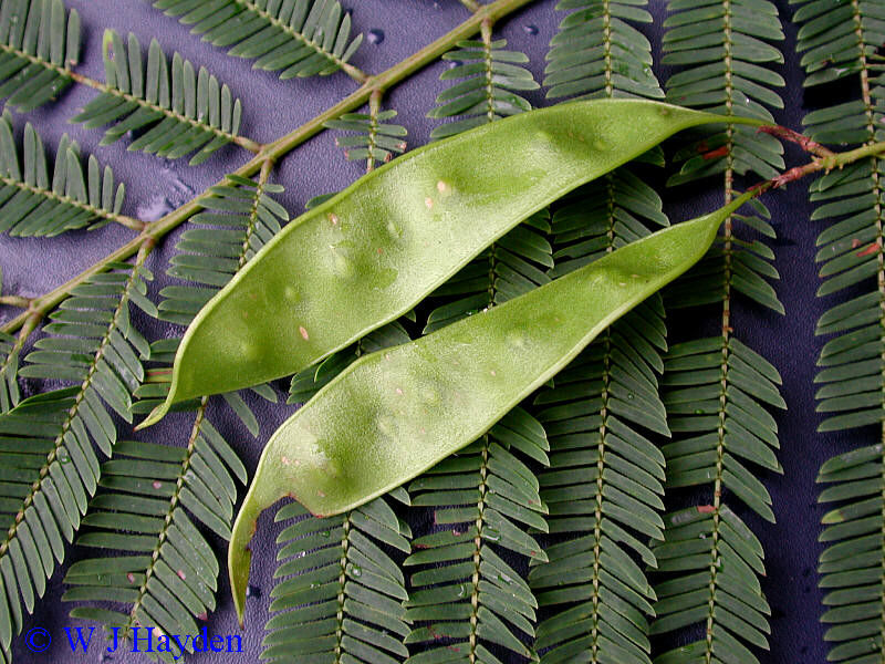 Acacia villosa - Jamaican acacia