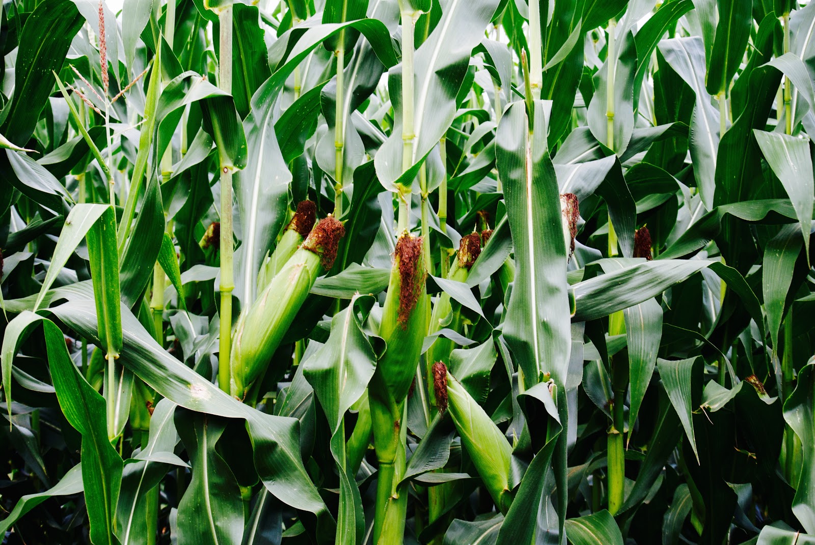 Travel-Sized Stories: DANVILLE, VT: great vermont corn maze