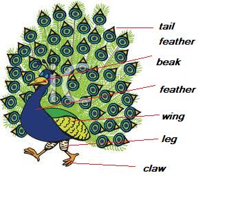 Science in Year 3: External Features of Animals