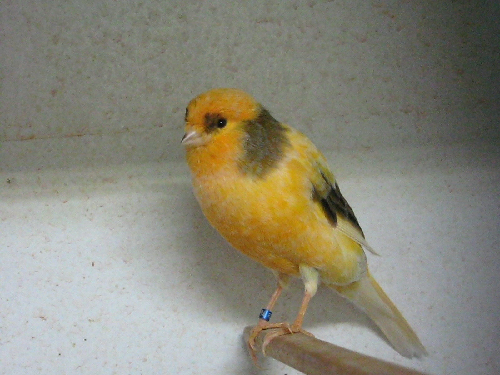 Yorkshire Canary: yorkshire