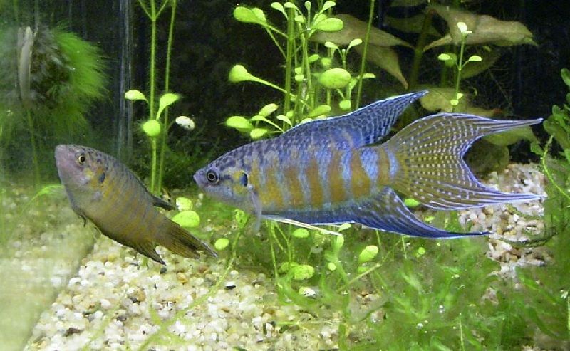 Ikan Ekor Sikat (Combtail Paradisefish) dan Cara Budidayanya